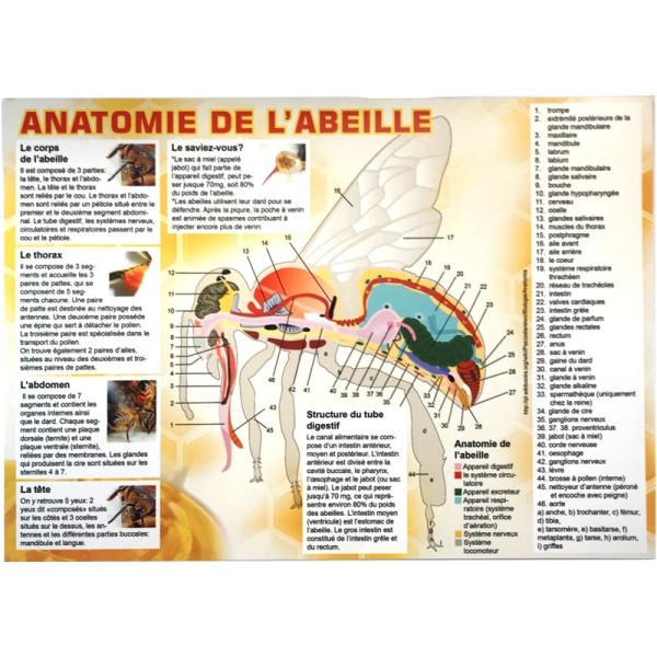 Tableau éducatif l’anatomie de l’abeille | Apiculture Remuaux